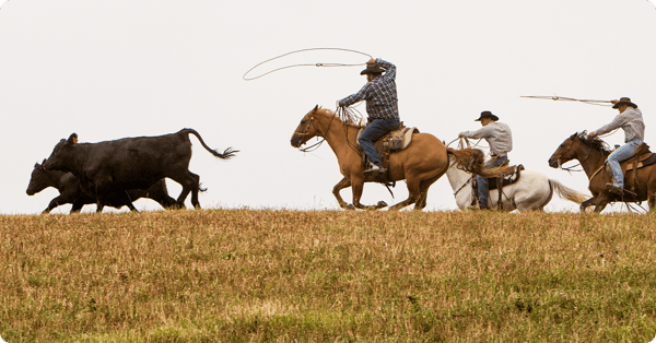 Selecting the Right Rodeo and Ranch Rope | IFA's Helping to Grow Blog
