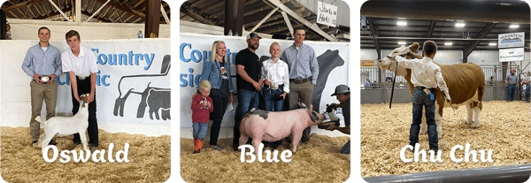 IFA Platinum Show Power Feeds | IFA's Blog