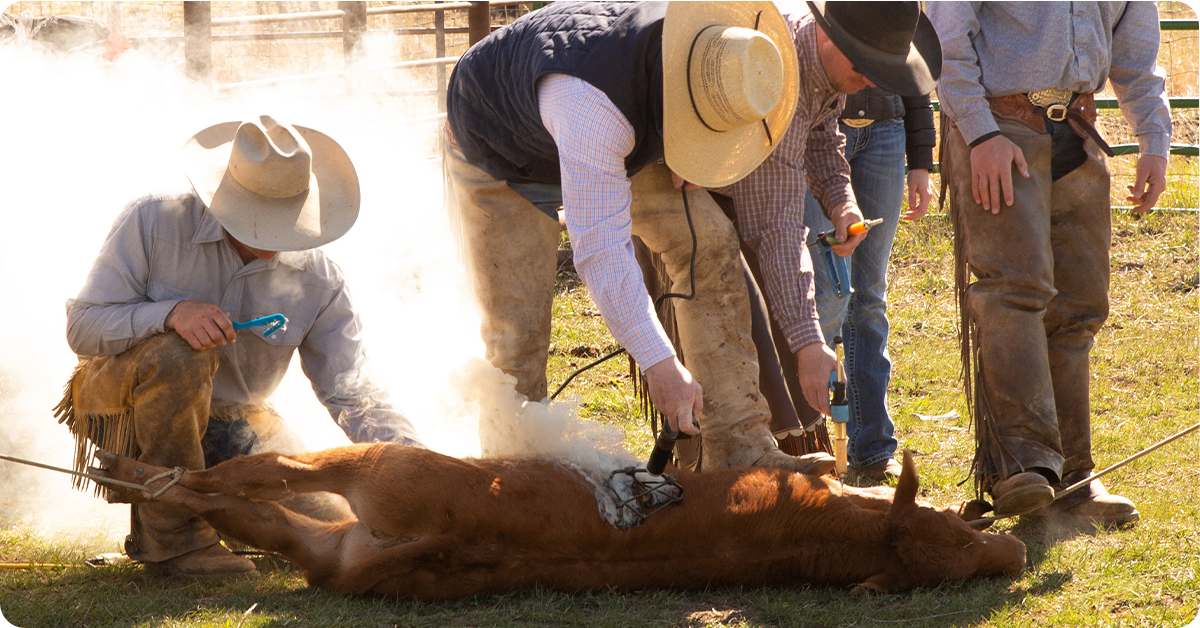 IFA VAC Program - Recommended Vaccination Protocols | IFA's Blog