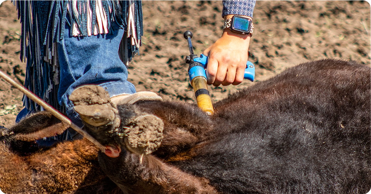IFA VAC Program - Recommended Vaccination Protocols | IFA's Blog