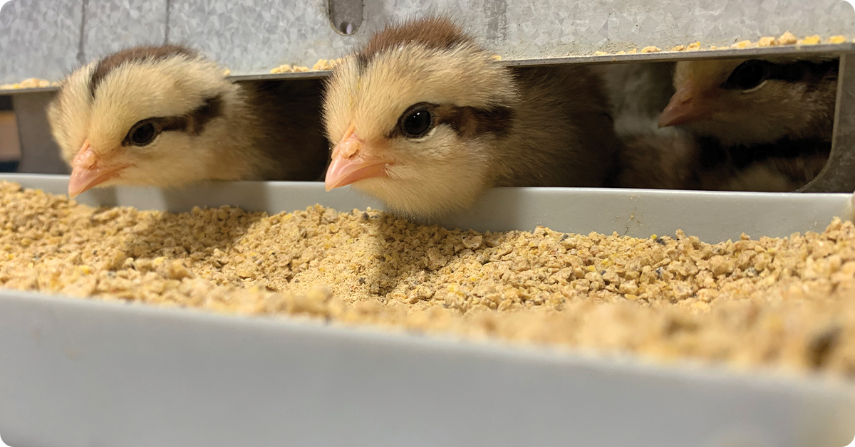 100 Years of Growing Healthy Chickens | IFA's Helping to Grow Blog