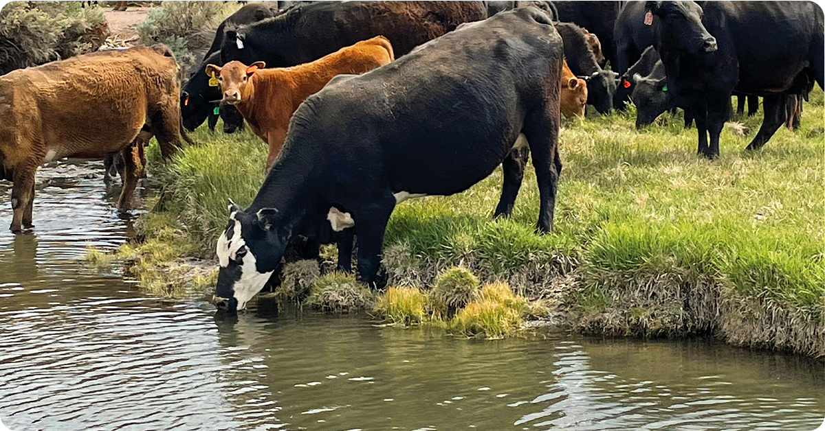 Choosing a Livestock Water System | IFA's Helping to Grow Blog