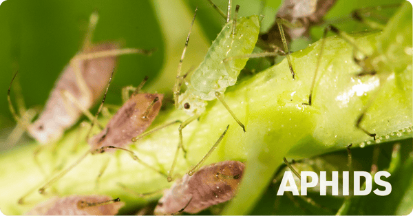 Managing Insect Resistance in Common Crops | IFA's Blog