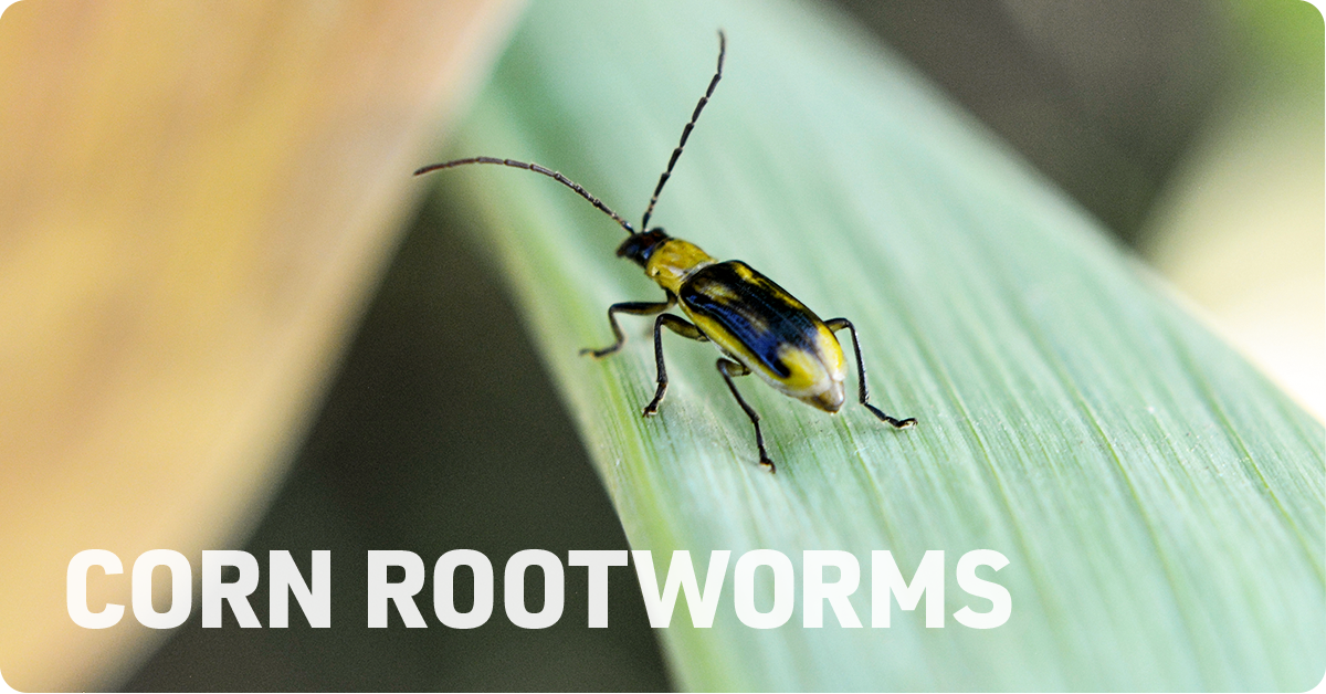 Managing Insect Resistance in Common Crops | IFA's Blog