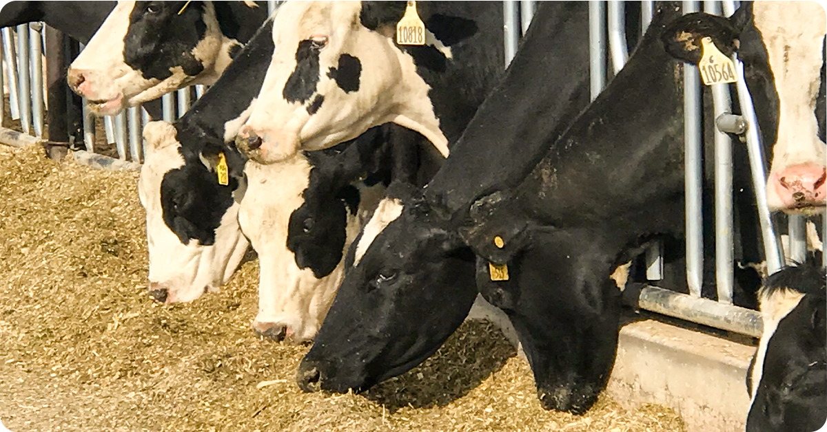 Managing Your Silage Pile | IFA’s Helping to Grow Blog