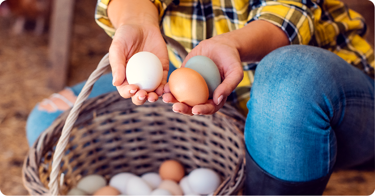 What Chickens Lay Brown Eggs? | IFA’s Helping to Grow Blog
