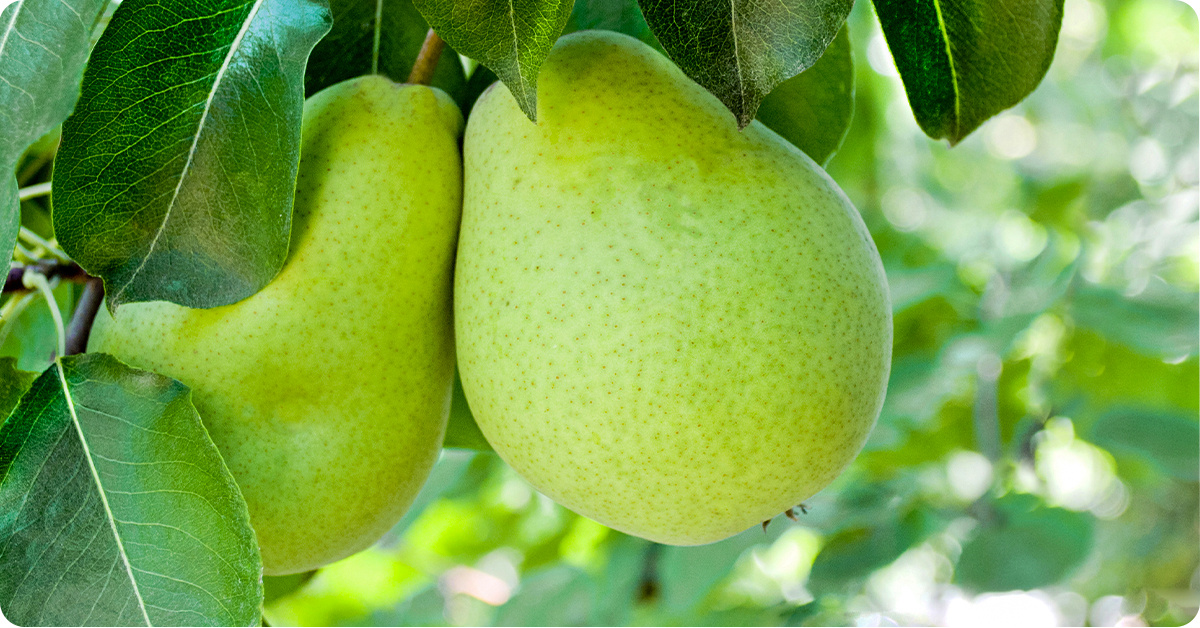 Pome Fruit Growing Guide | IFA's Helping to Grow Blog