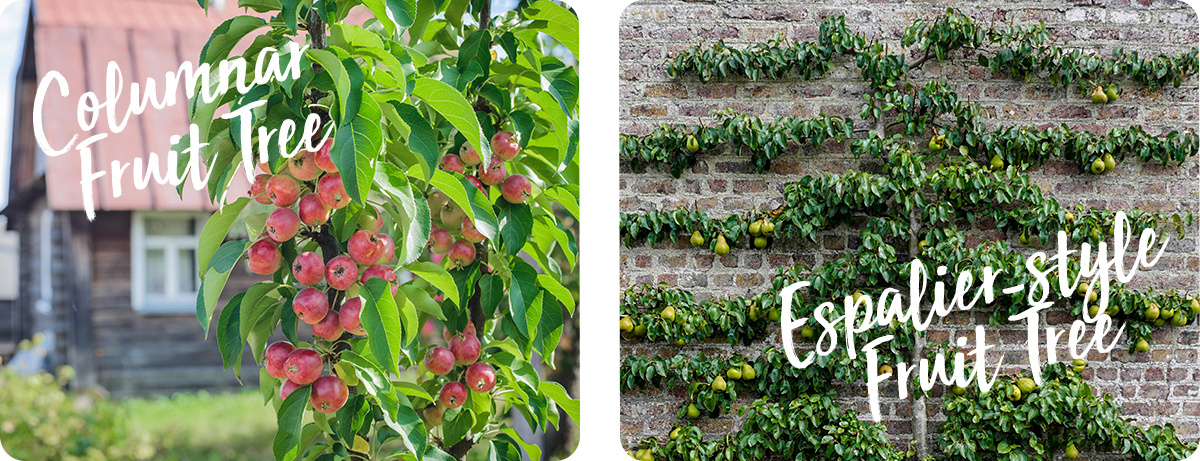 Pome Fruit Growing Guide | IFA's Helping to Grow Blog