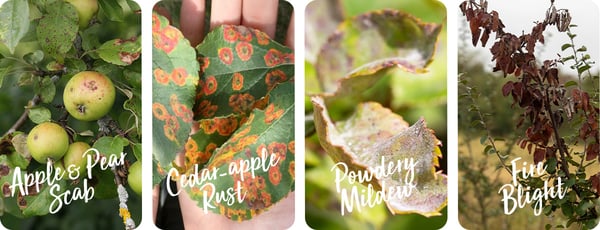 Pome Fruit Growing Guide | IFA's Helping to Grow Blog
