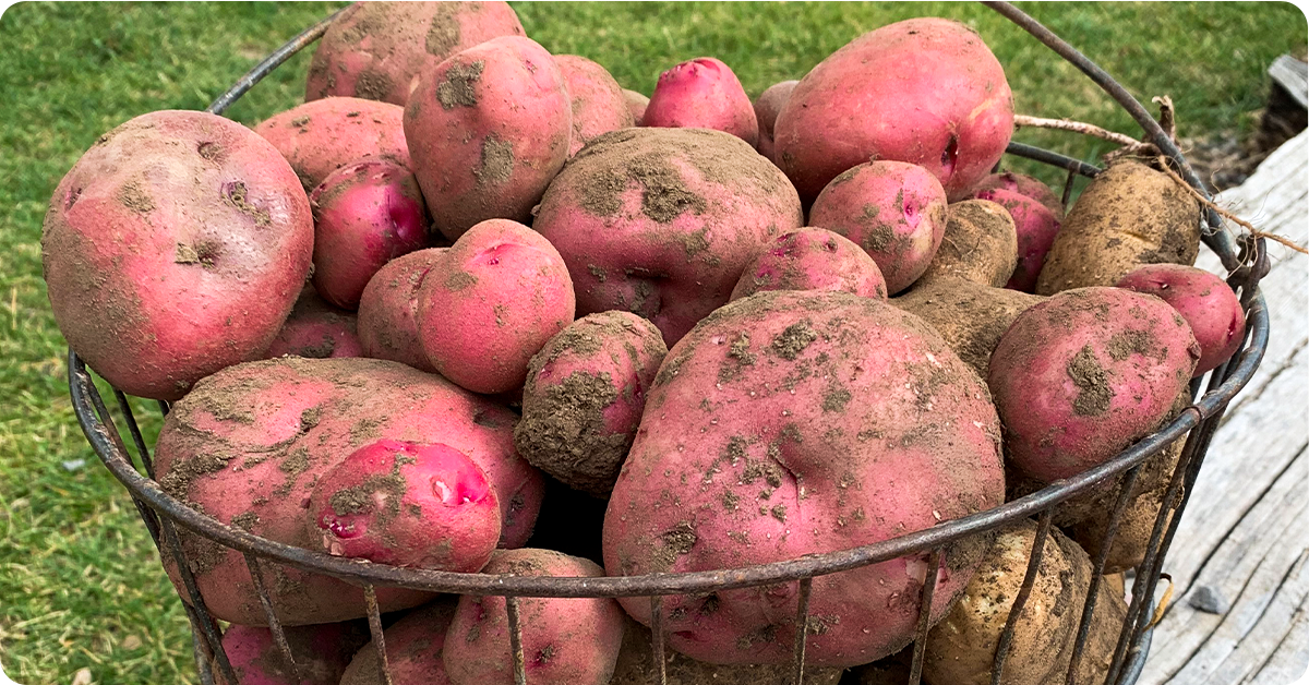 Growing Guide to a Plentiful Potato Harvest | IFA's Blog
