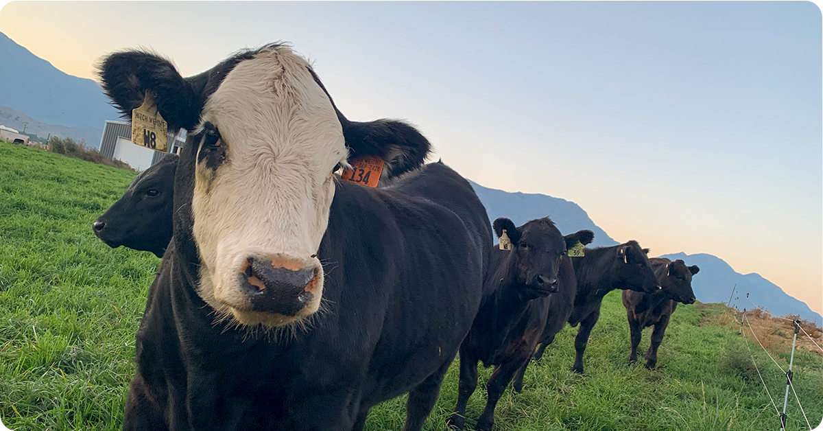 Raising Grass-Fed Beef | IFA's Helping to Grow Blog