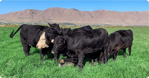 Raising Grass Fed Beef Ifas Helping To Grow Blog