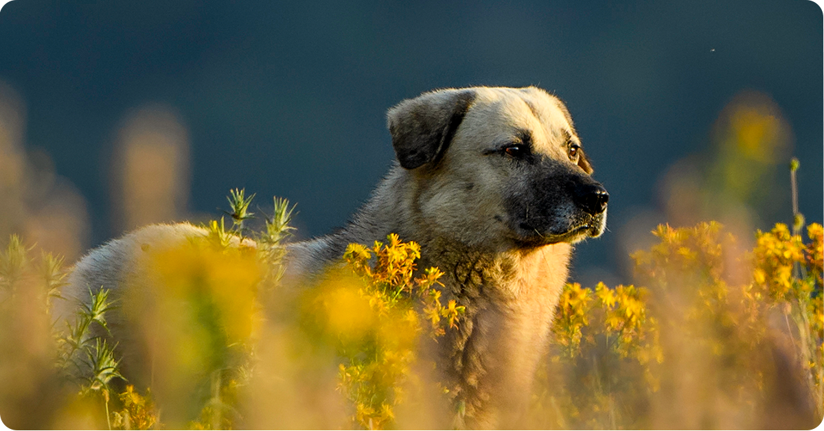 The 14 Best Farm Dog Breeds | IFA's Helping to Grow Blog
