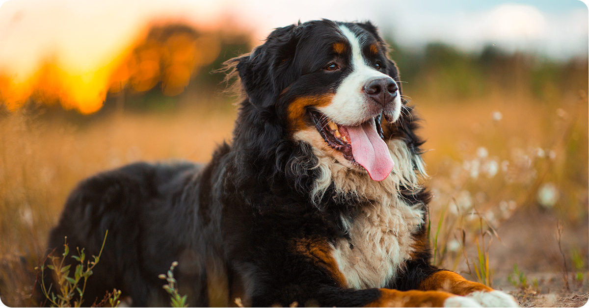 The 14 Best Farm Dog Breeds | IFA's Helping to Grow Blog