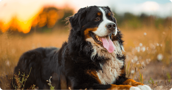 The 14 Best Farm Dog Breeds | IFA's Helping to Grow Blog
