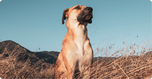 The 14 Best Farm Dog Breeds | IFA's Helping to Grow Blog