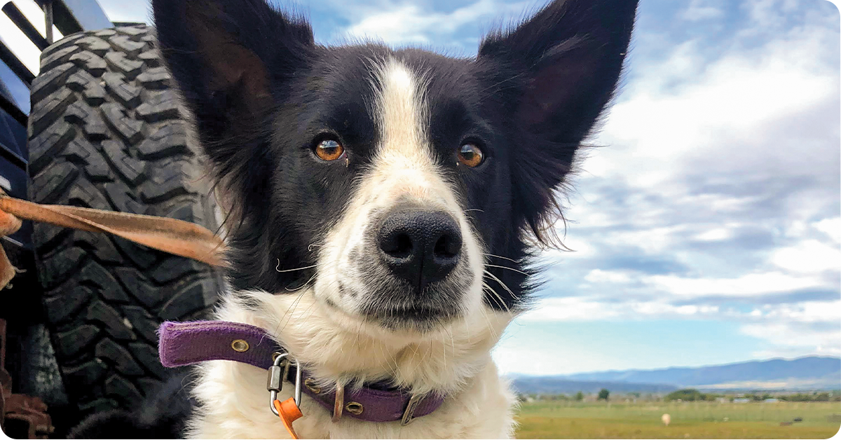 The 14 Best Farm Dog Breeds | IFA's Helping to Grow Blog