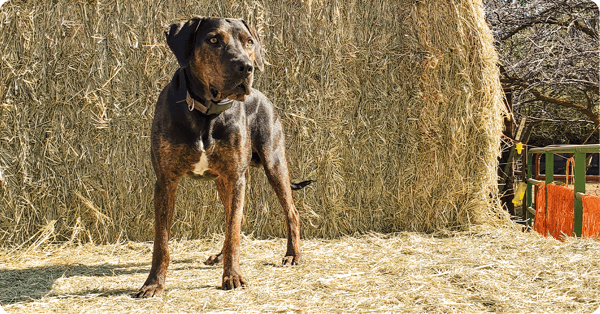 The 14 Best Farm Dog Breeds | IFA's Helping to Grow Blog