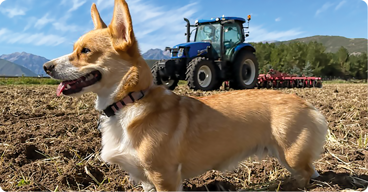 The 14 Best Farm Dog Breeds | IFA's Helping to Grow Blog