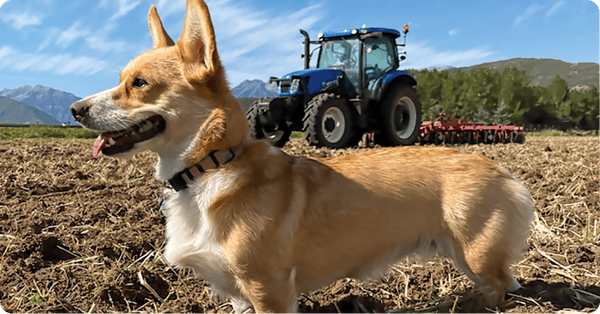 The 14 Best Farm Dog Breeds | IFA's Helping to Grow Blog