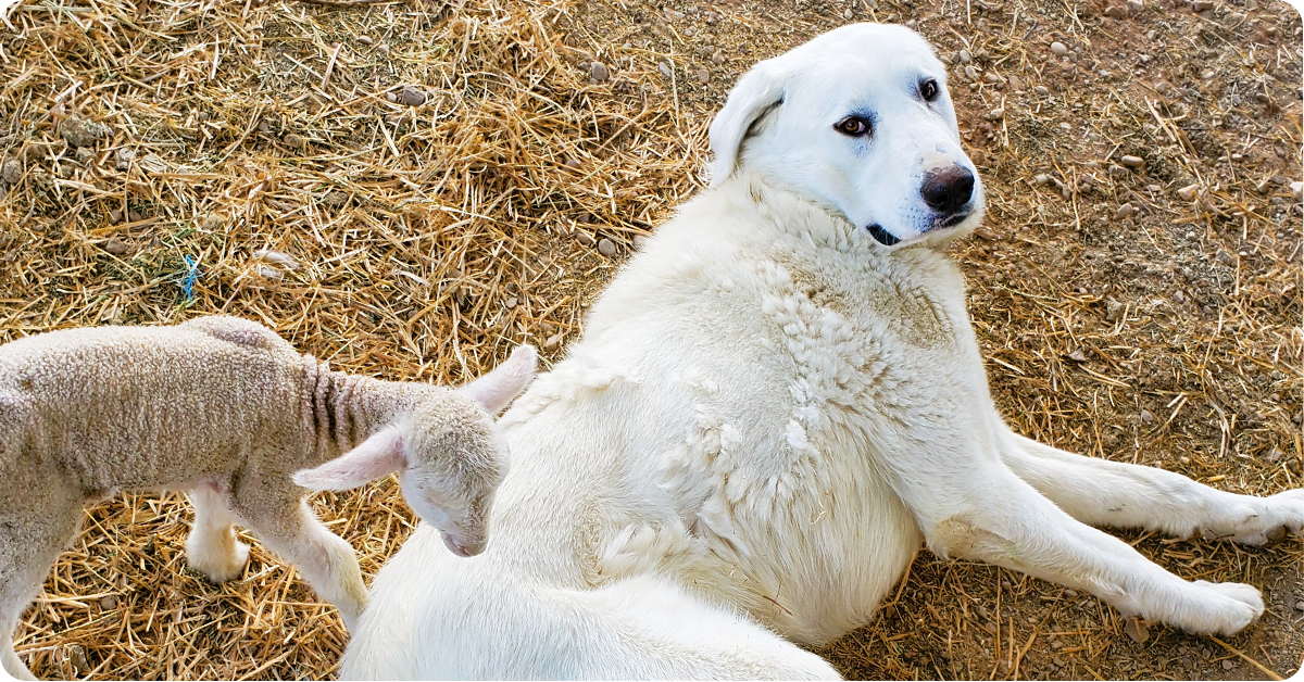 The 14 Best Farm Dog Breeds | IFA's Helping to Grow Blog