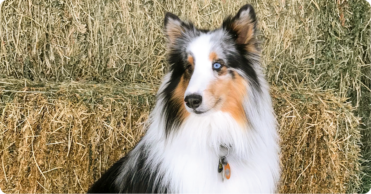 The 14 Best Farm Dog Breeds | IFA's Helping to Grow Blog