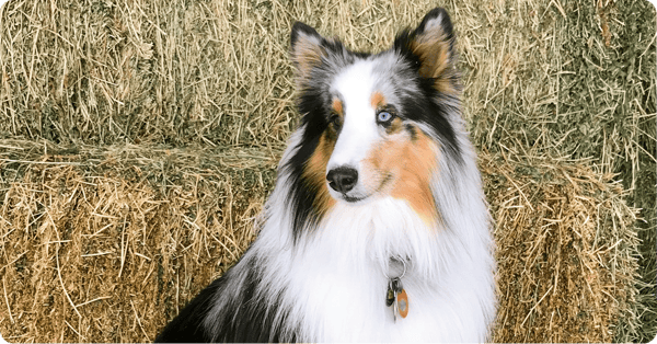 The 14 Best Farm Dog Breeds | IFA's Helping to Grow Blog