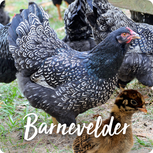 Adding Flare to Your Flock with Rare Chicken Breeds | IFA's Blog