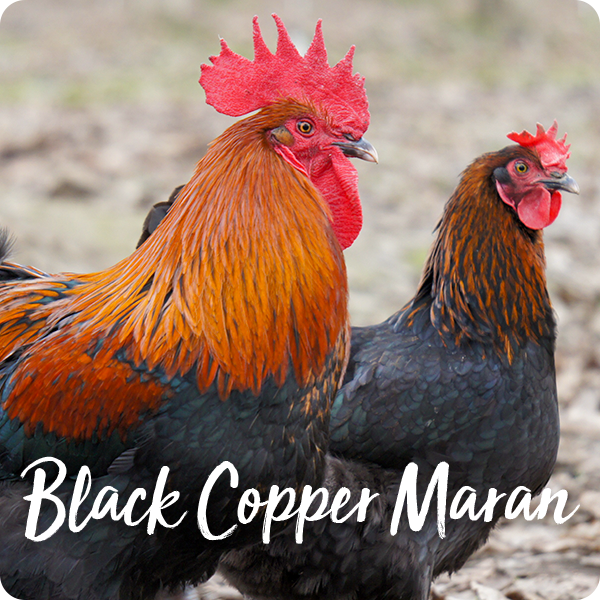 Adding Flair to Your Flock with Rare Chicken Breeds | IFA's Blog