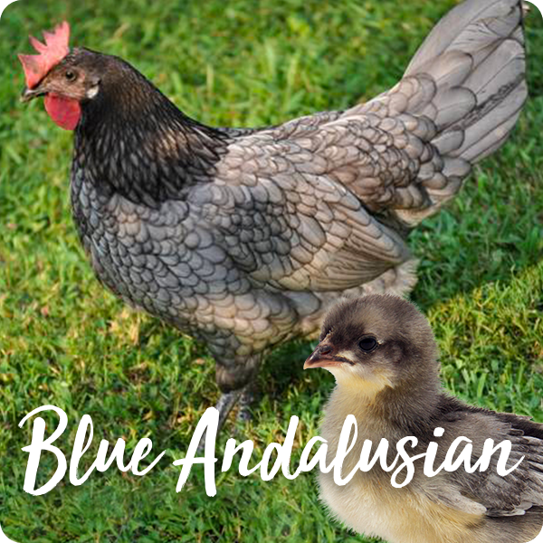Adding Flare to Your Flock with Rare Chicken Breeds | IFA's Blog