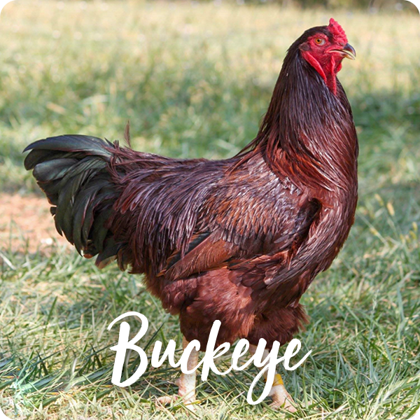 Adding Flare to Your Flock with Rare Chicken Breeds | IFA's Blog