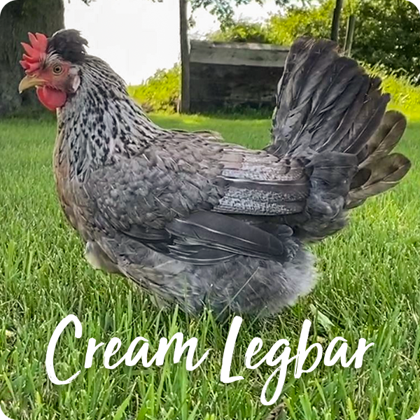 Adding Flair to Your Flock with Rare Chicken Breeds | IFA's Blog