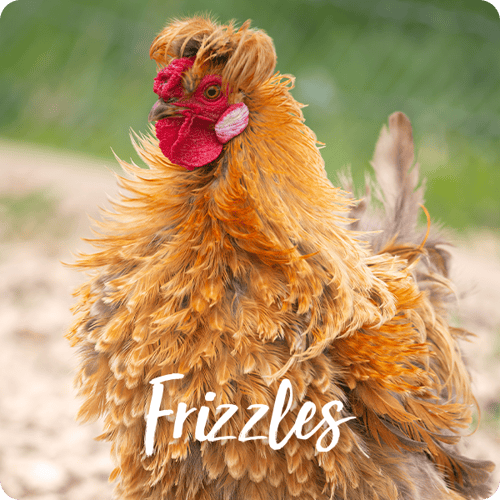 Adding Flare to Your Flock with Rare Chicken Breeds | IFA's Blog
