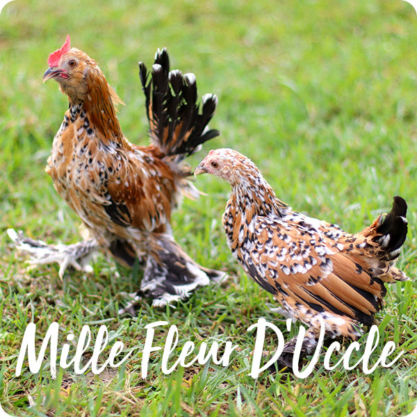 Adding Flare to Your Flock with Rare Chicken Breeds | IFA's Blog