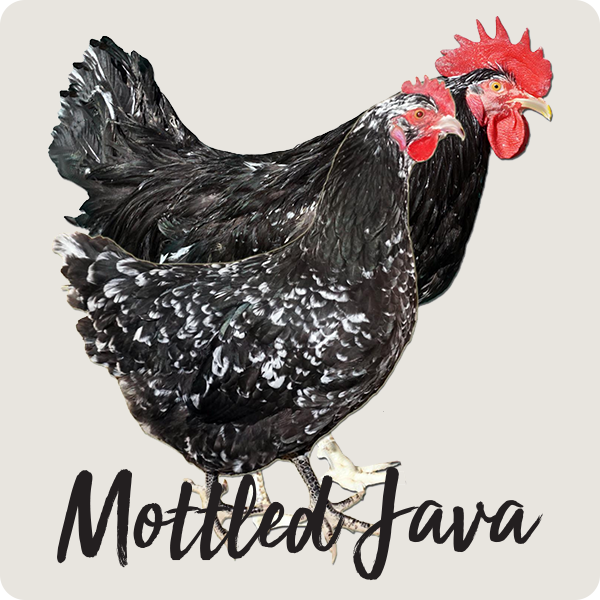 Adding Flare to Your Flock with Rare Chicken Breeds | IFA's Blog
