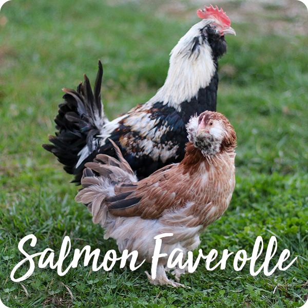 Adding Flare to Your Flock with Rare Chicken Breeds | IFA's Blog