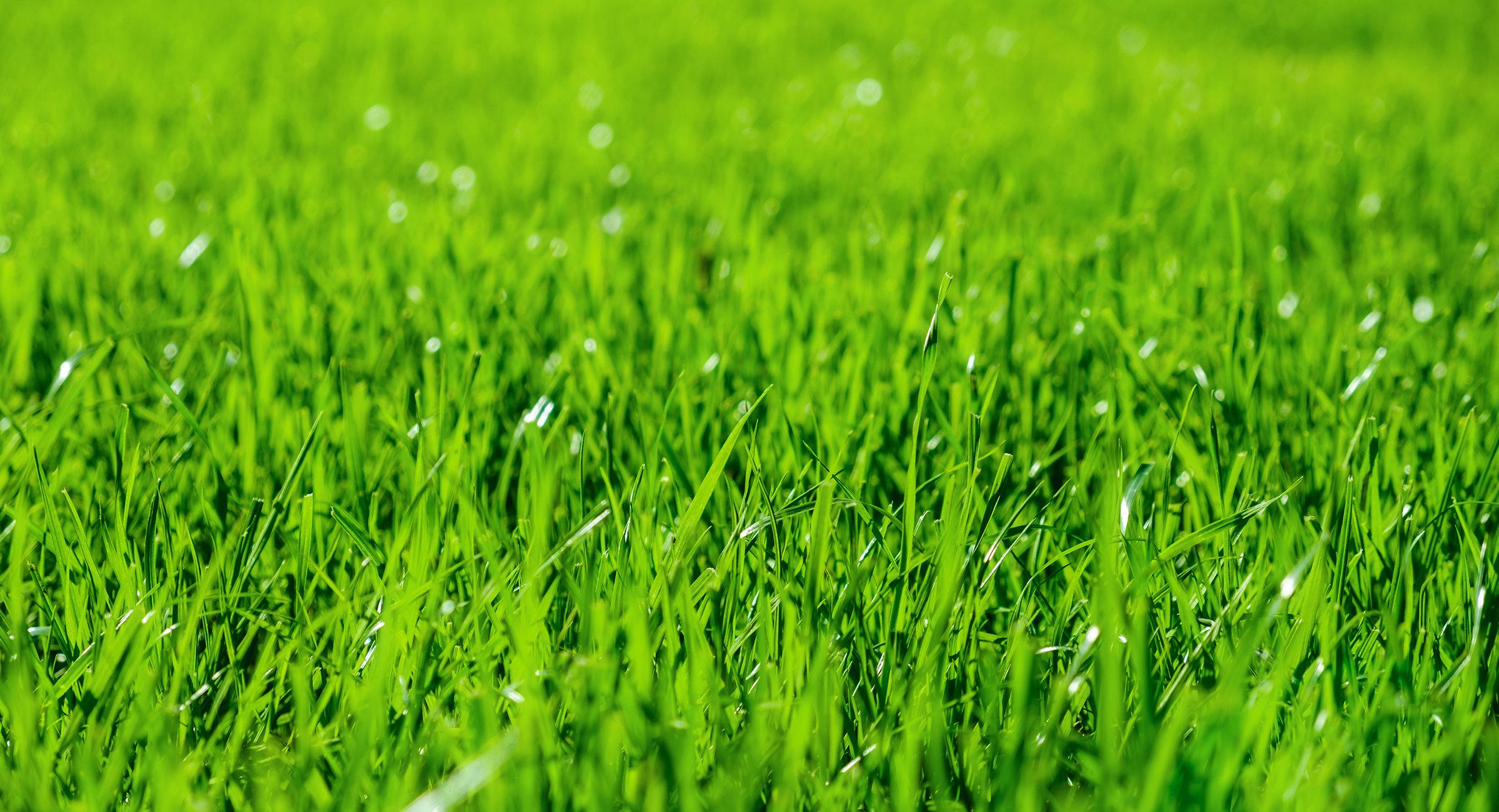 How To Get Rid of Grub Worms In Your Lawn | IFA's Helping to Grow Blog