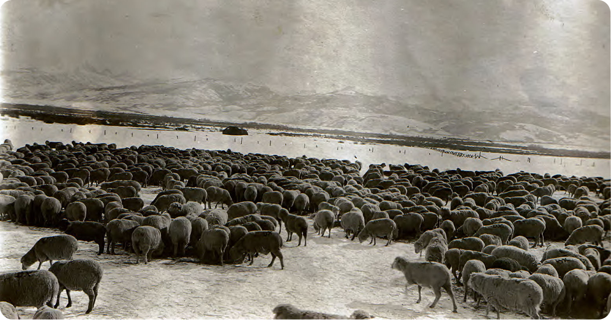 Siddoway Sheep | IFA's Helping To Grow Blog