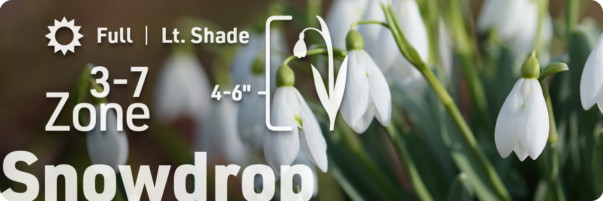 12 Bulbs to Plant This Fall for Spring Flowers | IFA Country Stores
