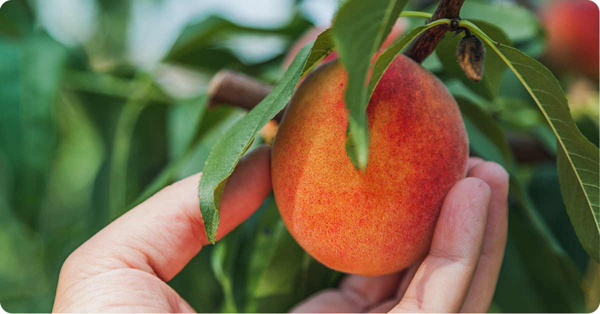 Stone Fruit Growing Guide | IFA’s Helping to Grow Blog