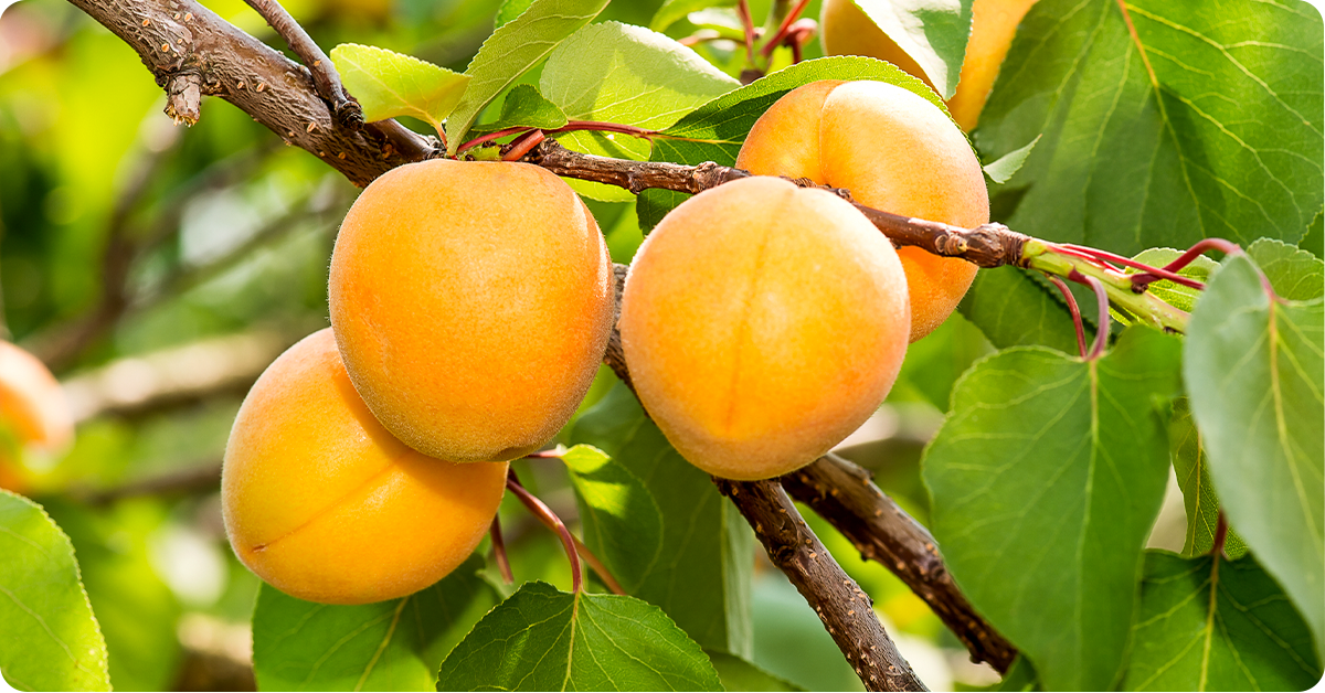 Stone Fruit Growing Guide | IFA’s Helping to Grow Blog