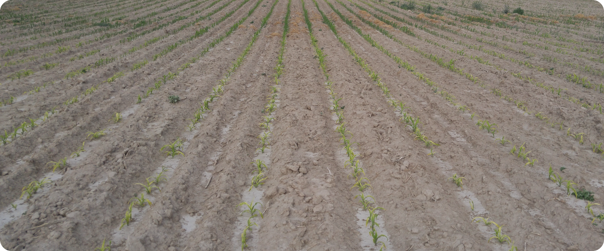 Identify and Treat Sulfur Deficiency in Plants | IFA's Blog