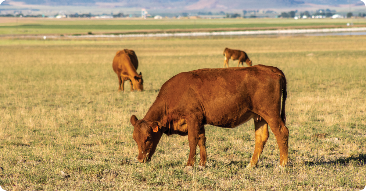 The Ultimate Guide to Beef Cattle Protein Supplementation | IFA's Blog
