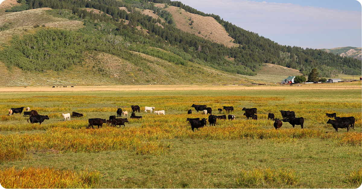 Understanding Beef Cattle Protein Requirements by Production Stage