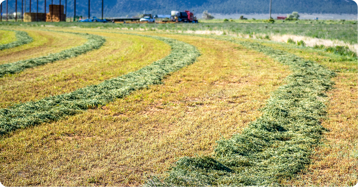 Decoding Forage Quality for Protein Needs | IFA's Blog