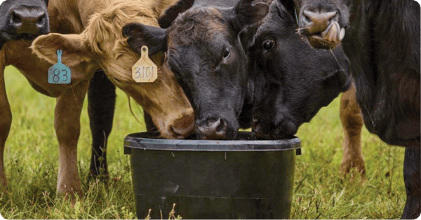 The Ultimate Guide to Beef Cattle Protein Supplementation | IFA's Blog