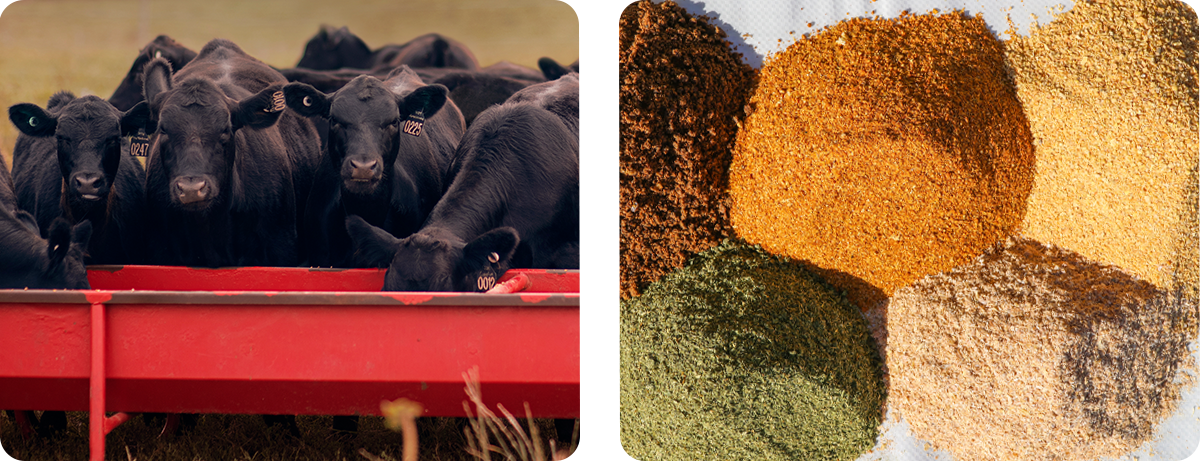The Ultimate Guide to Beef Cattle Protein Supplementation | IFA's Blog