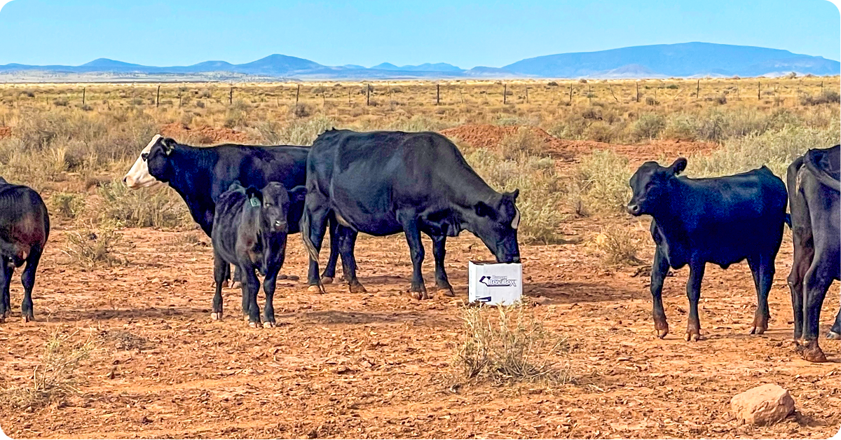 The Ultimate Guide to Beef Cattle Protein Supplementation | IFA's Blog