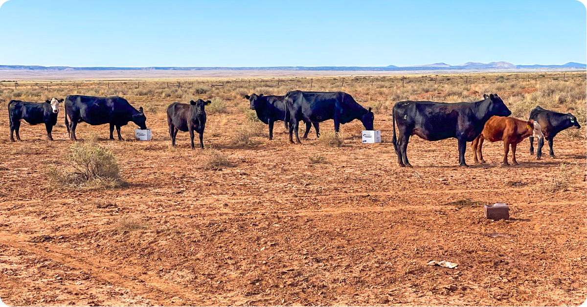 Choosing the Right Cattle Protein Supplement | IFA's Blog