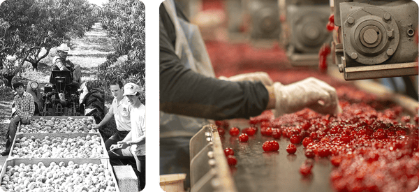 Growing Fruit Trees in Utah | IFA's Helping to Grow Blog